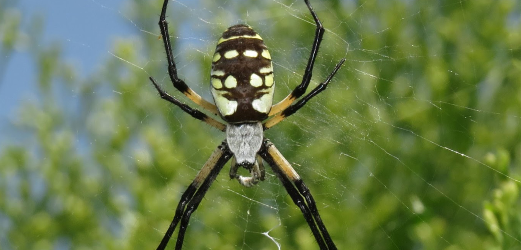 Puppetry Resource: Spiders Study Guide